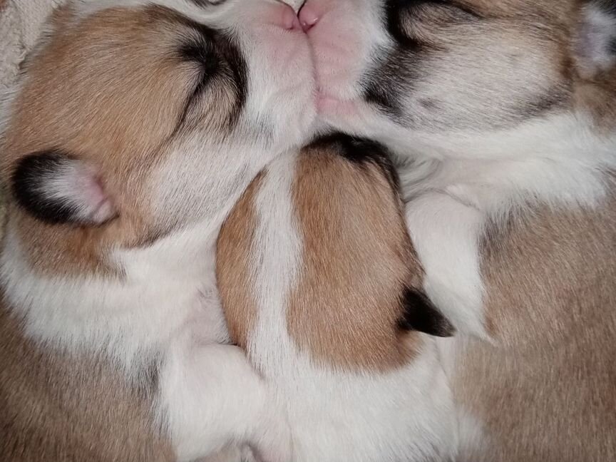 Вельш корги пемброк