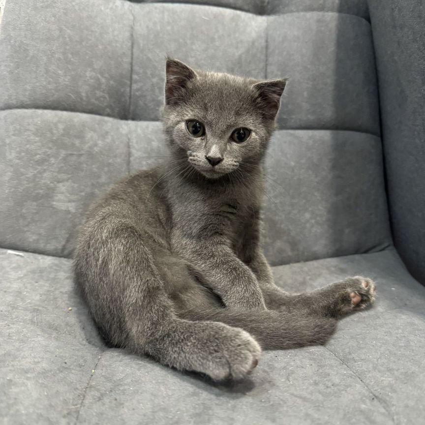 Котенок помесь шотладнца, в добрые руки