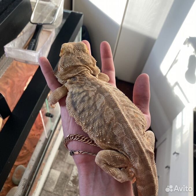 Бородатая агама с террариумом мальчик