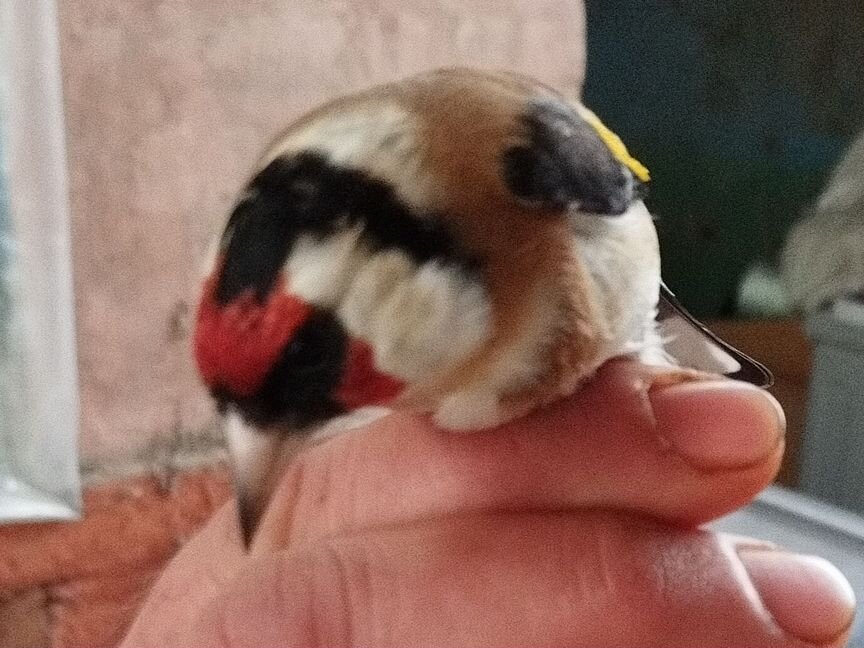 Щеглы и чижки