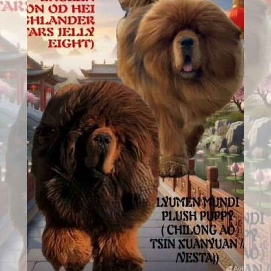 Тибетский мастиф, щенок