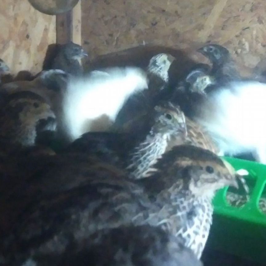 Перепелята