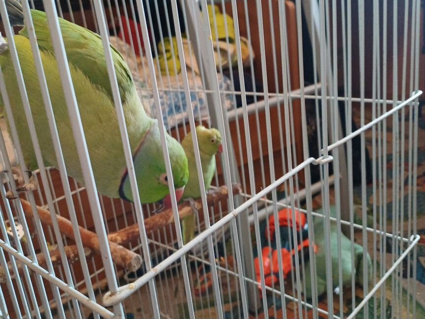 Ожереловый попугай