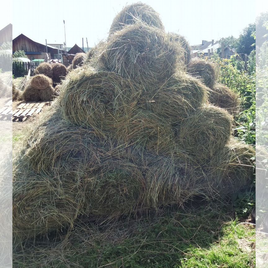 Продам сено в мини рулонах