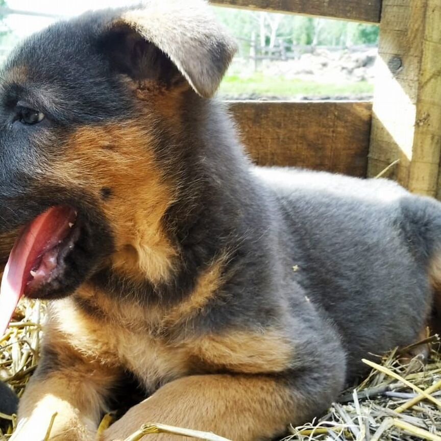 Щенки немецкой овчарки