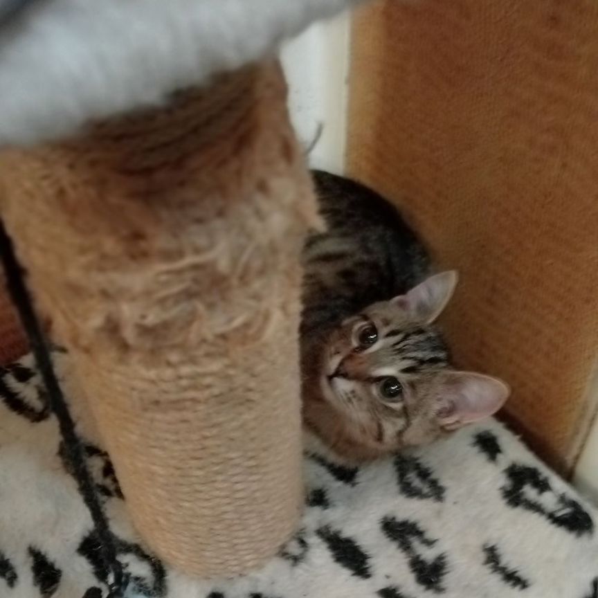 Сибирский котёнок