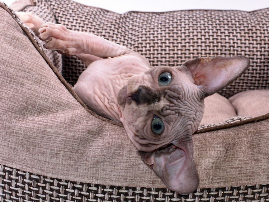 Top boy эксклюзивный малыш