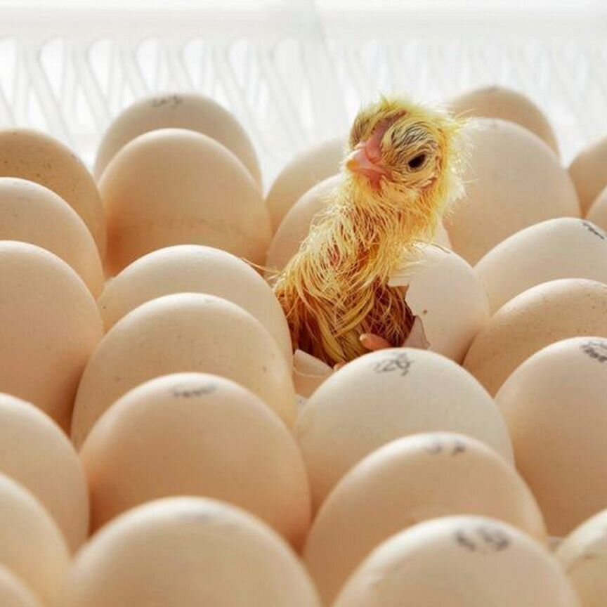 Инкубационное яйцо кур