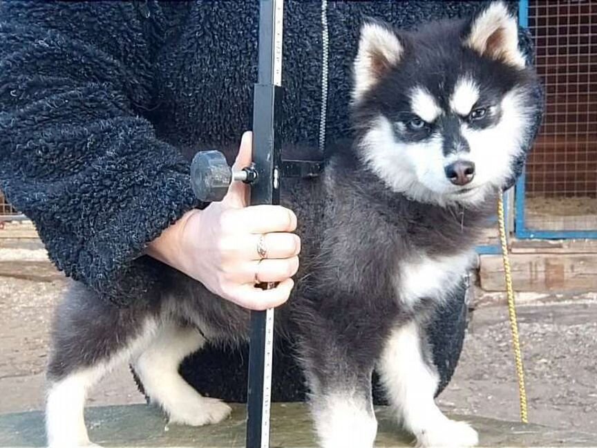 Мальчик Помски в совладение