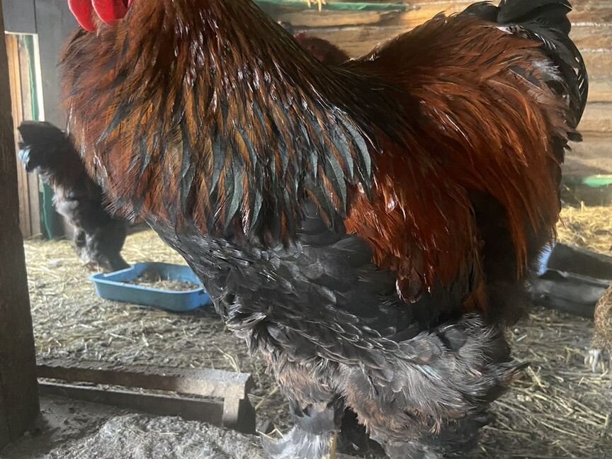 Петухи брама куропатчатая