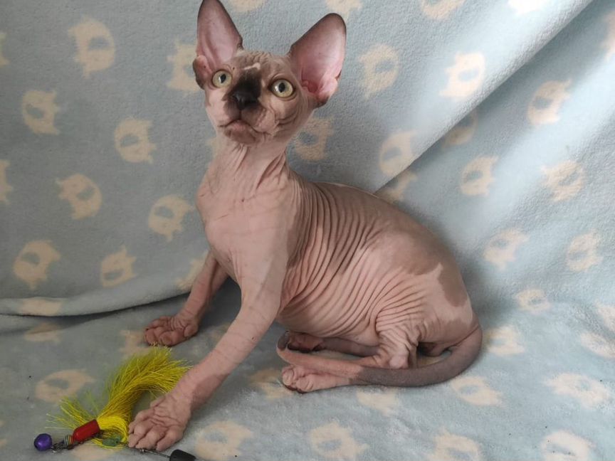 Котята канадский сфинкс бамбино