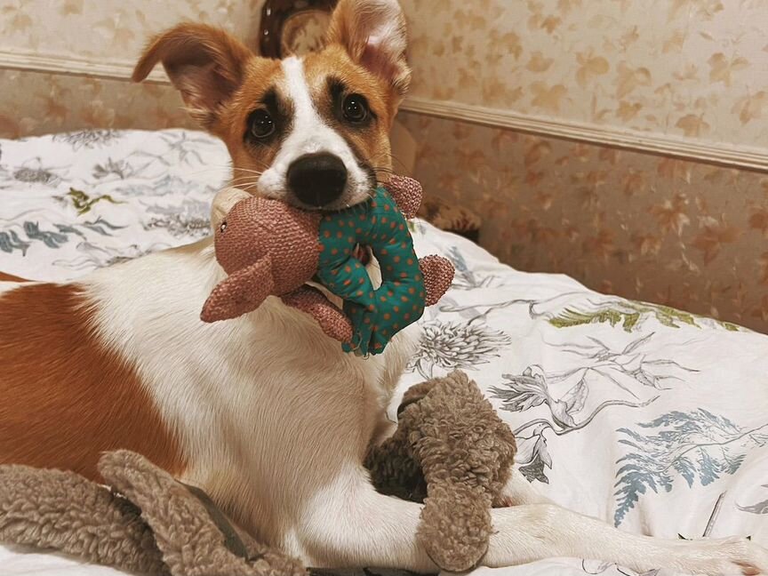 Бонита ищет дом