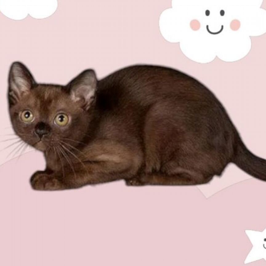 Бурманская кошечка. Экстремального типа