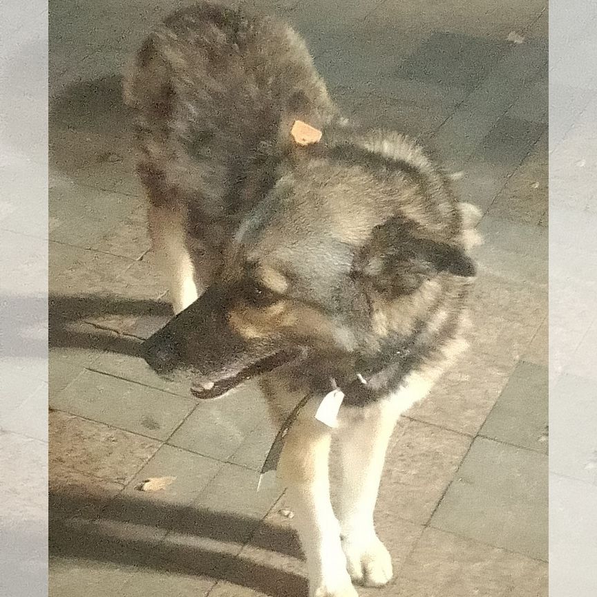 Помесь овчарки ищет дом