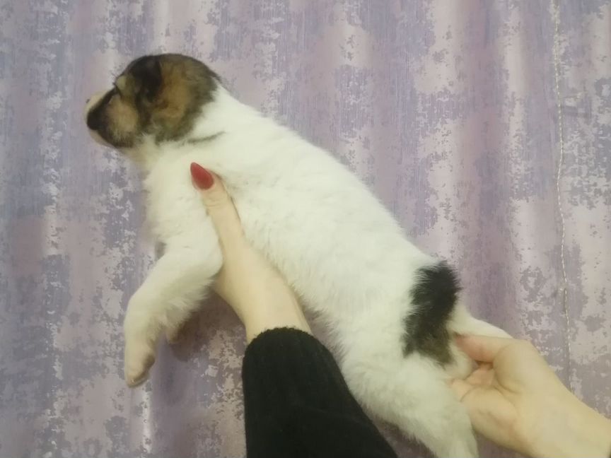 Щенок помесь лайки