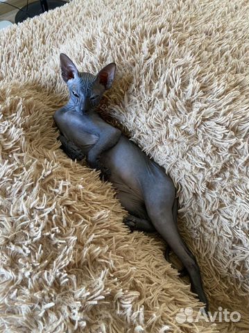 Котенок донской сфинкс