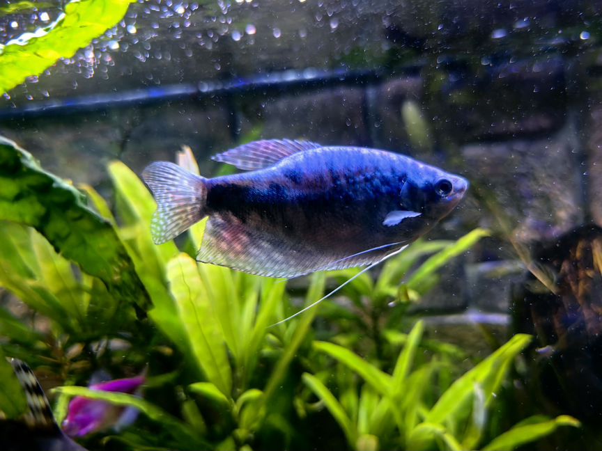 Гурами мраморный, барбусы, карамельки