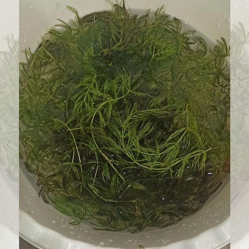 Растения для аквариума