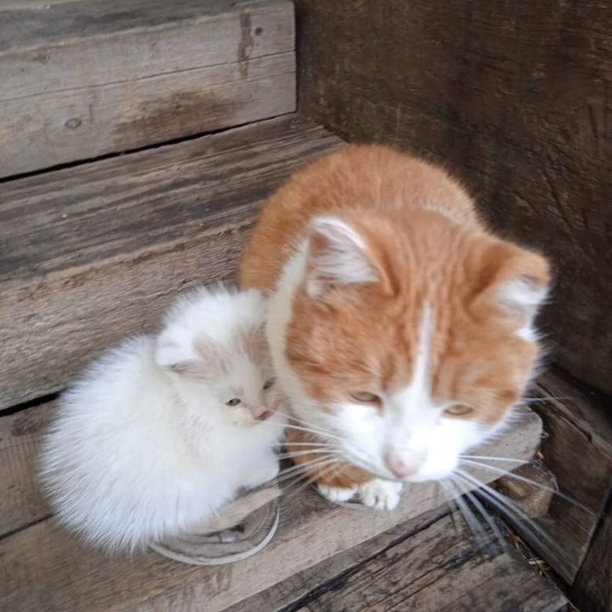 Отдам в добрые руки котят, 1 г. и 3 мес