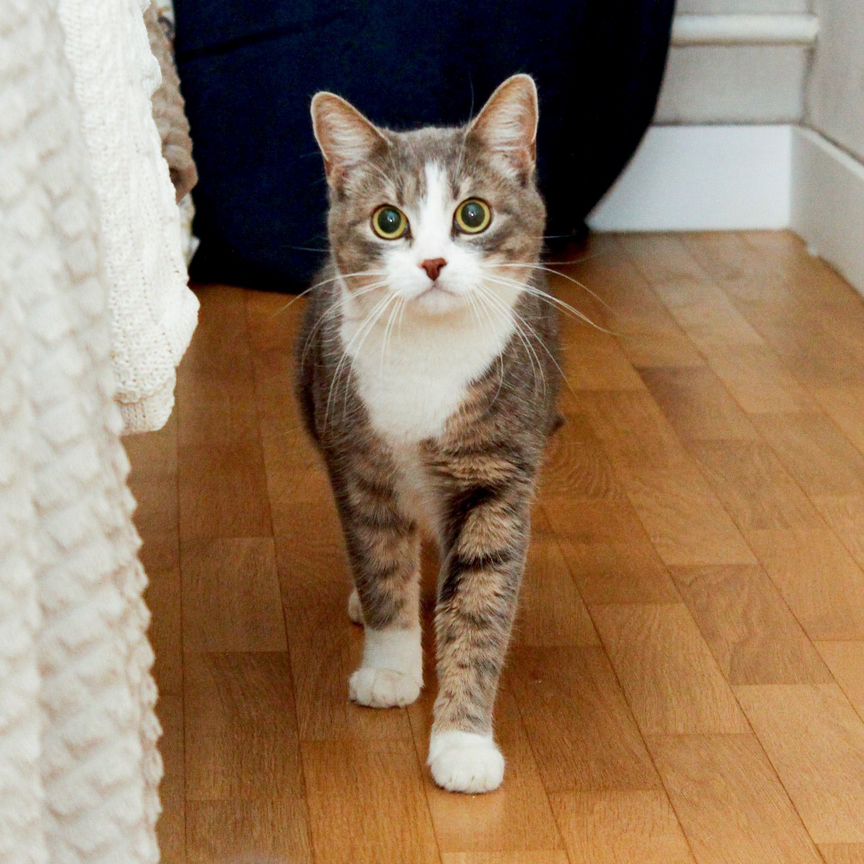 Харизматичная кошечка ищет дом