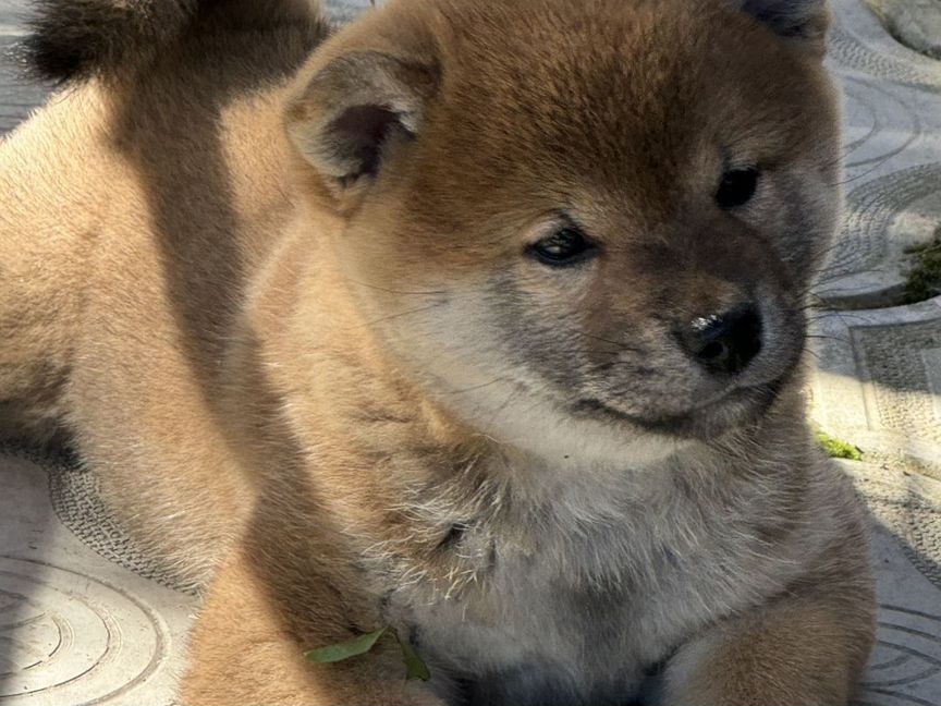 Щенок сиба ину