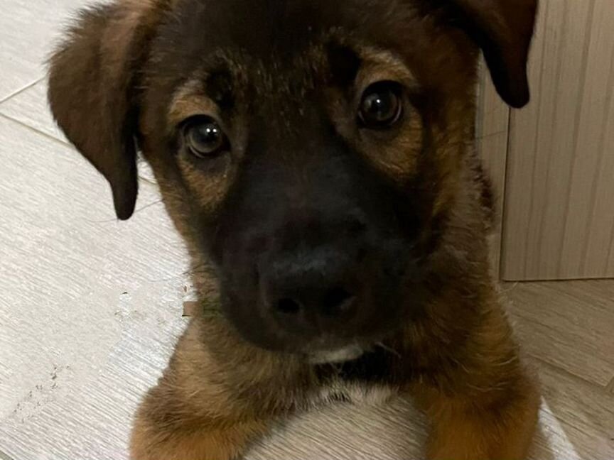 Самые очаровательные щеночки