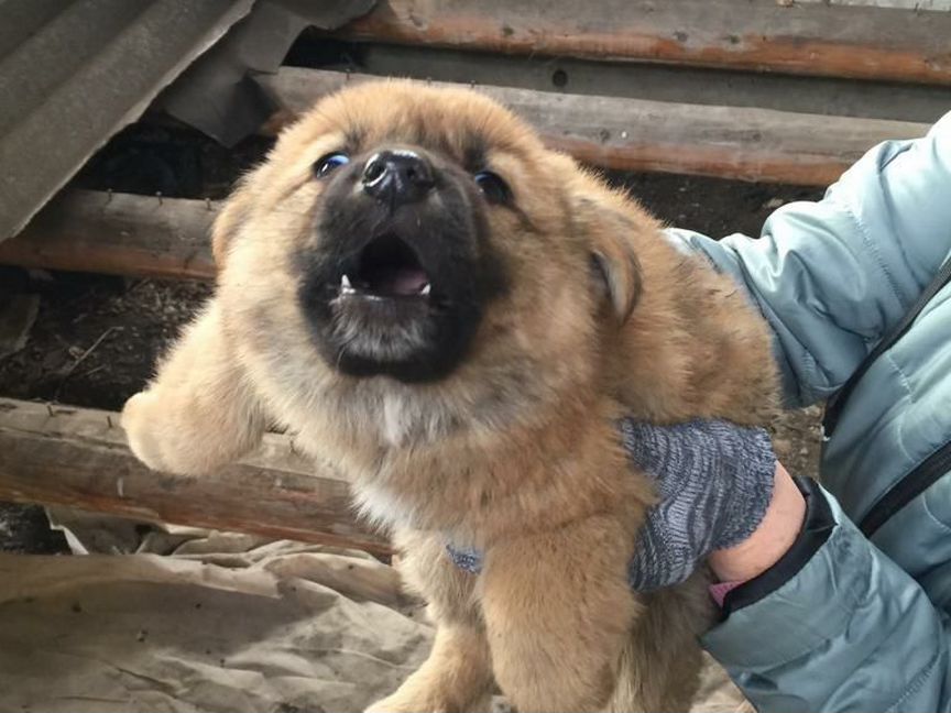 Щенята ждут своих людей