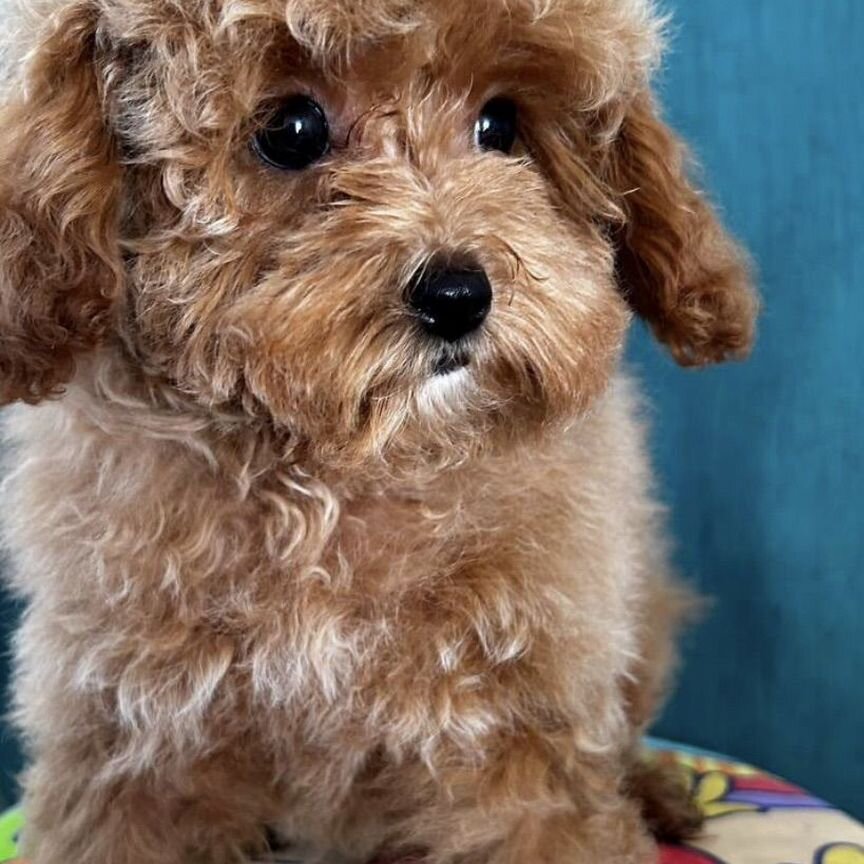 Пасхальный мальчик Мальтипу ф2