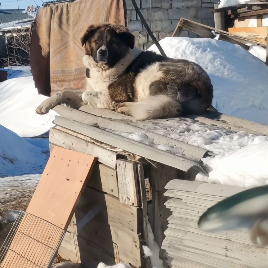 Московская сторожевая, щенок