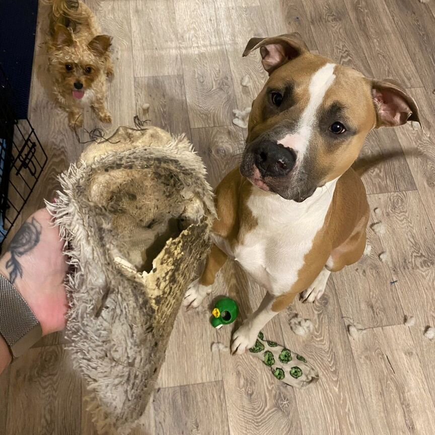 Ищем невесту Ам Стаффу