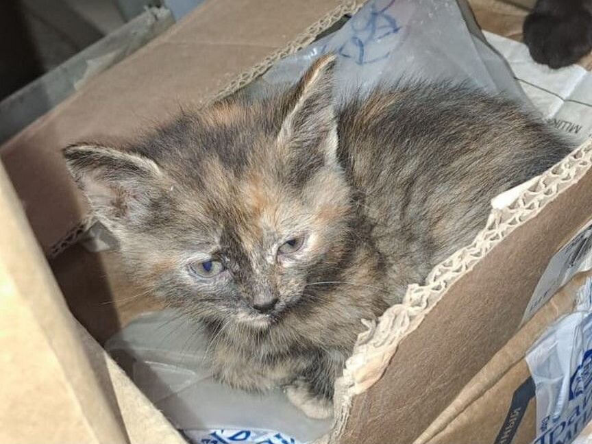 Кошки в добрые руки бесплатно