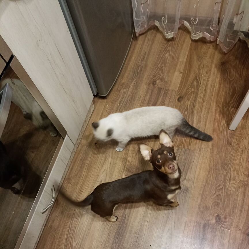 Собака шоколадного цвета девочка