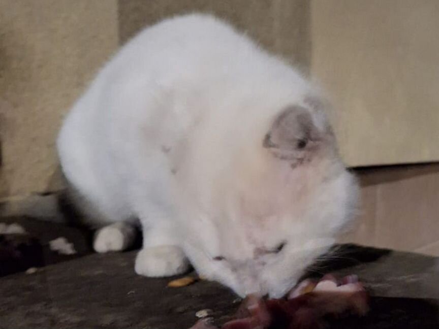 Кошка