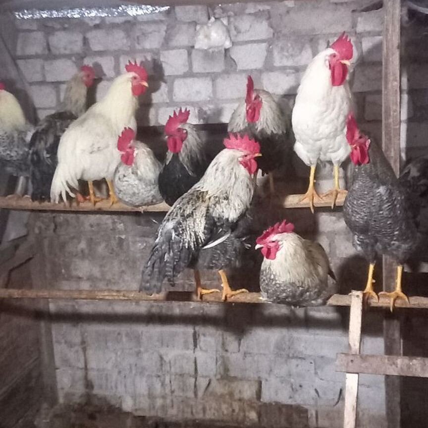 Продажа петухов