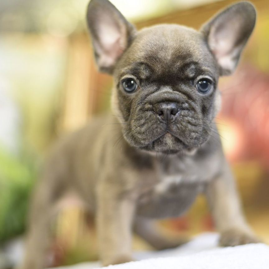 Щенки французики мальчики палевоголубой окрас (гол