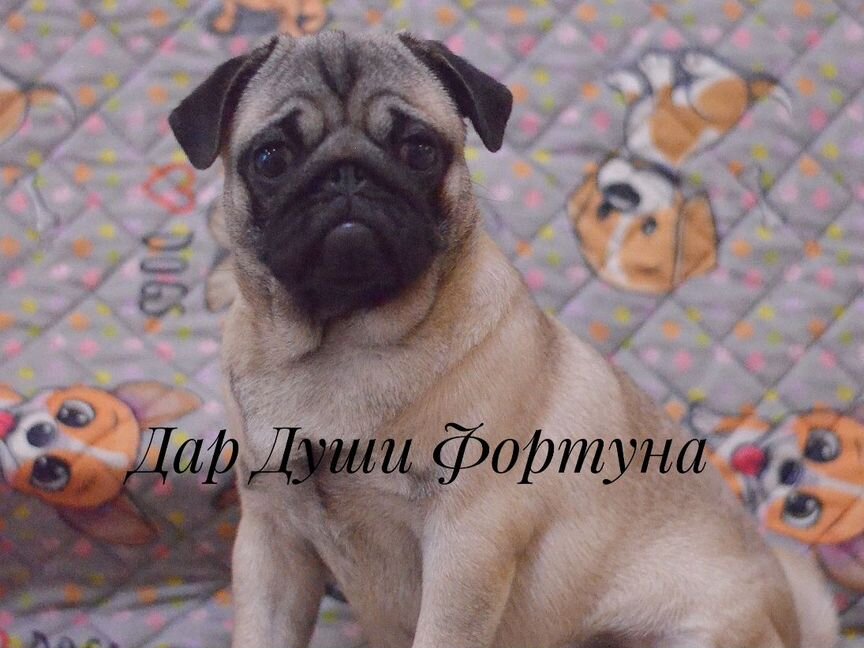 Девочка 5 мес, с док-ми РКФ