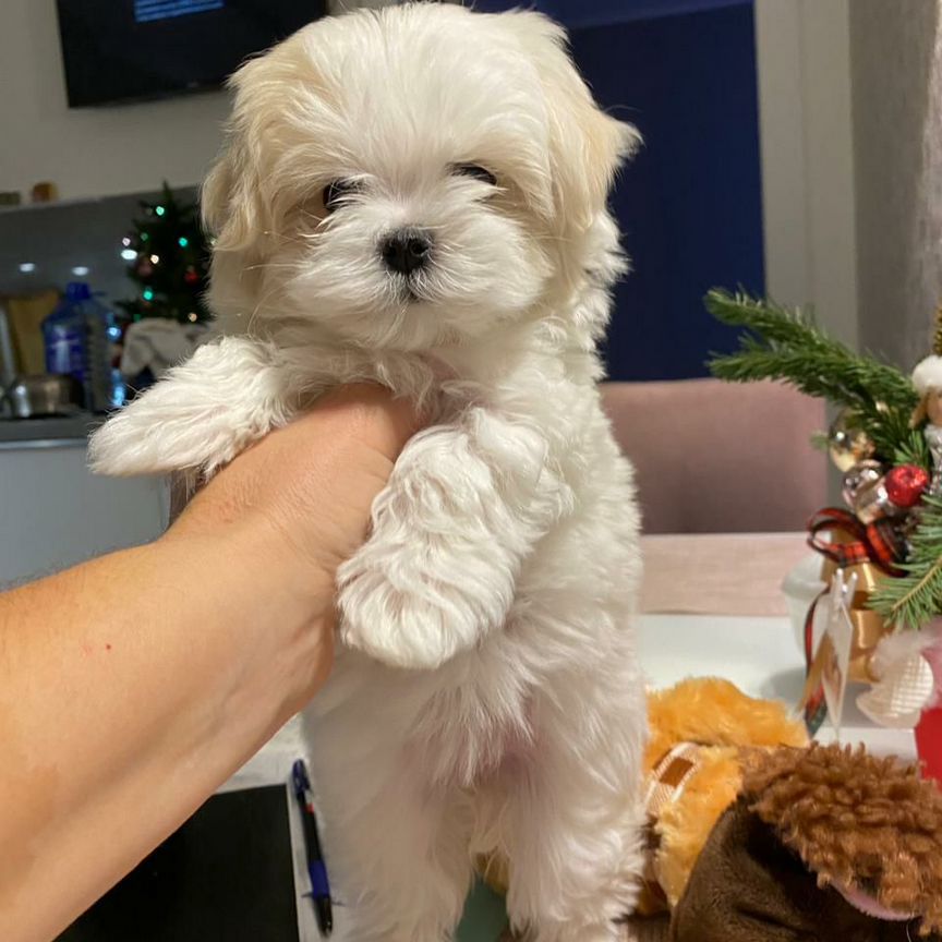 Шикарные щенки мальтезе