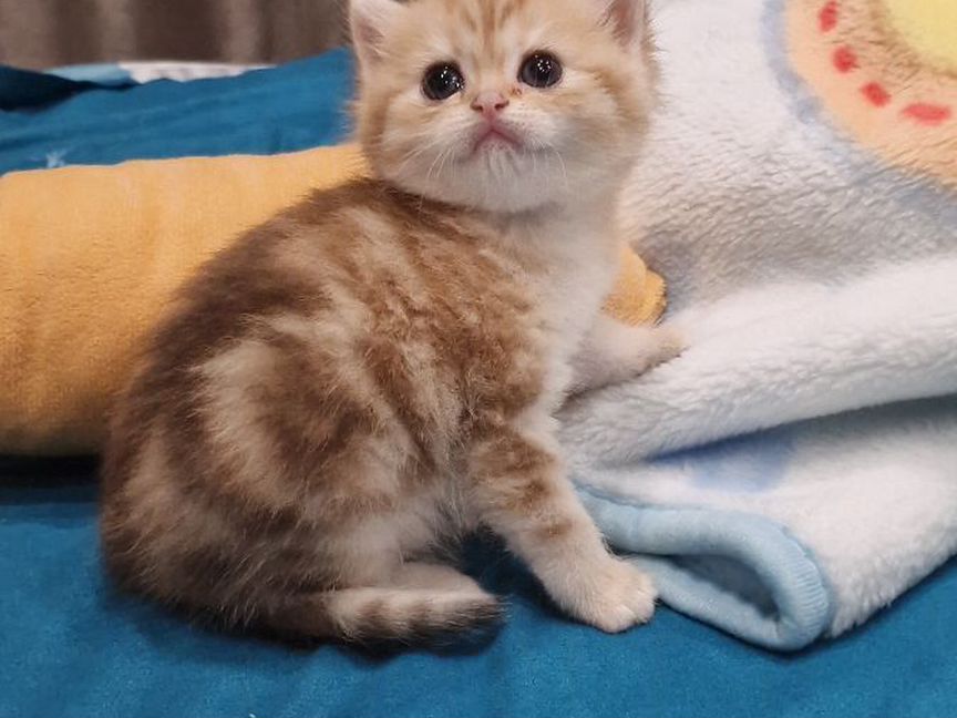 Золотая мраморная черепашка