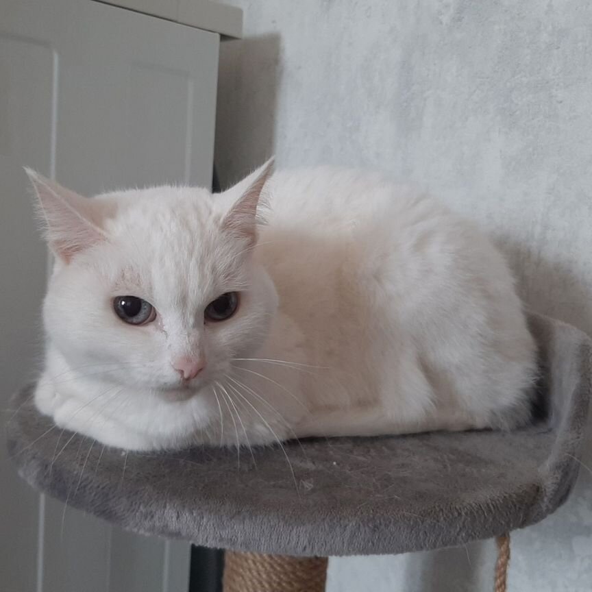 Взрослая, Девочка кошка в добрые руки