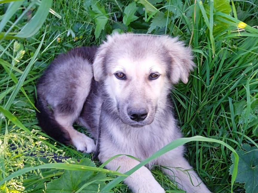 Щенок в добрые руки бесплатно