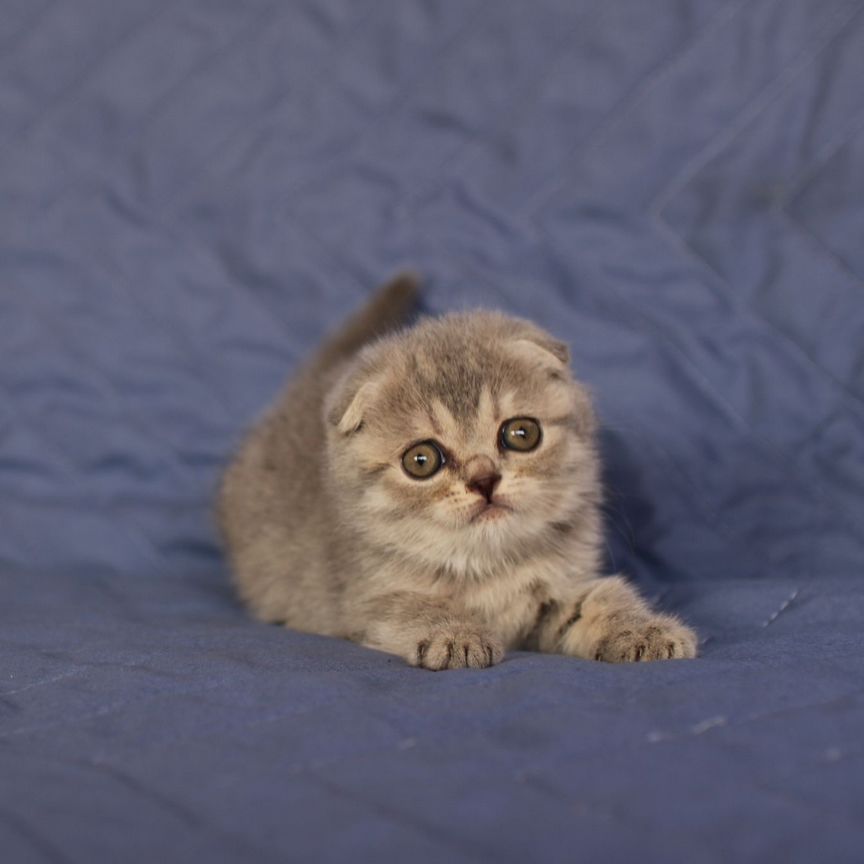Шотландские плюшевые котята