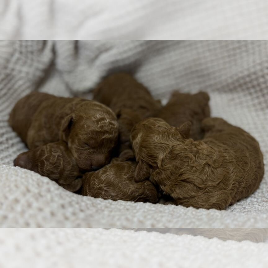 Карликовый пудель, щенок