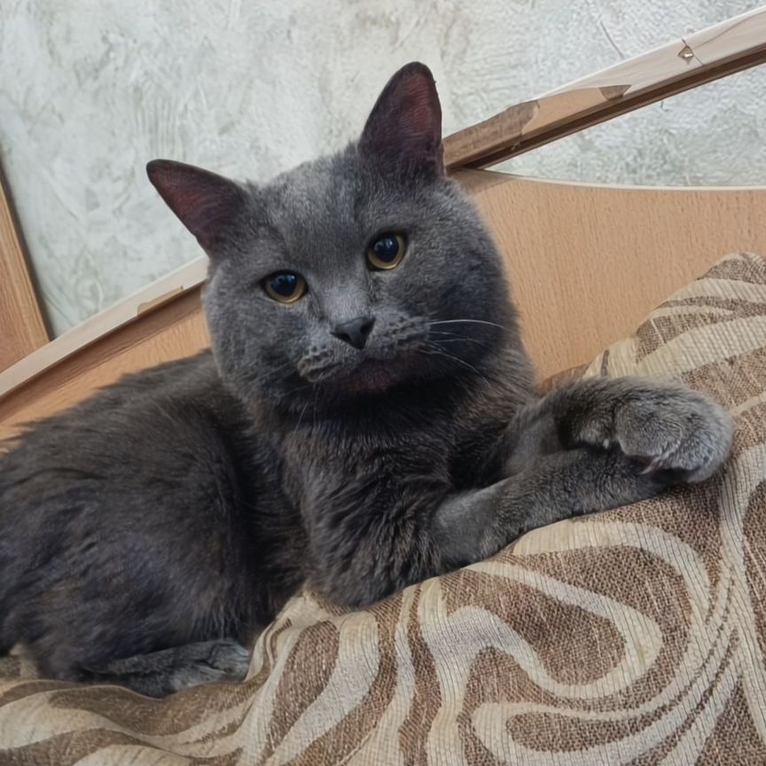 Британский короткошёрстный, взрослый кот