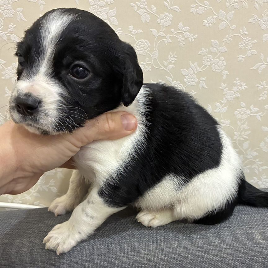 Щенок в добрые руки