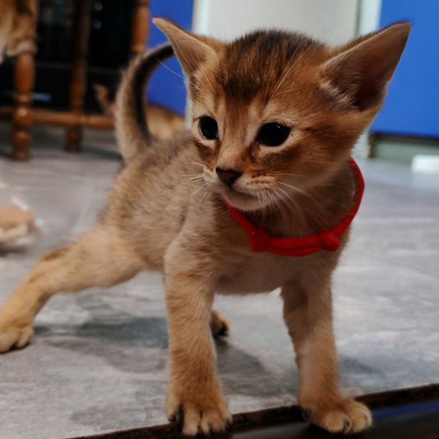 Абиссинский котёнок