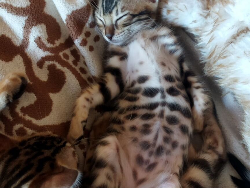 Котята бенгалы