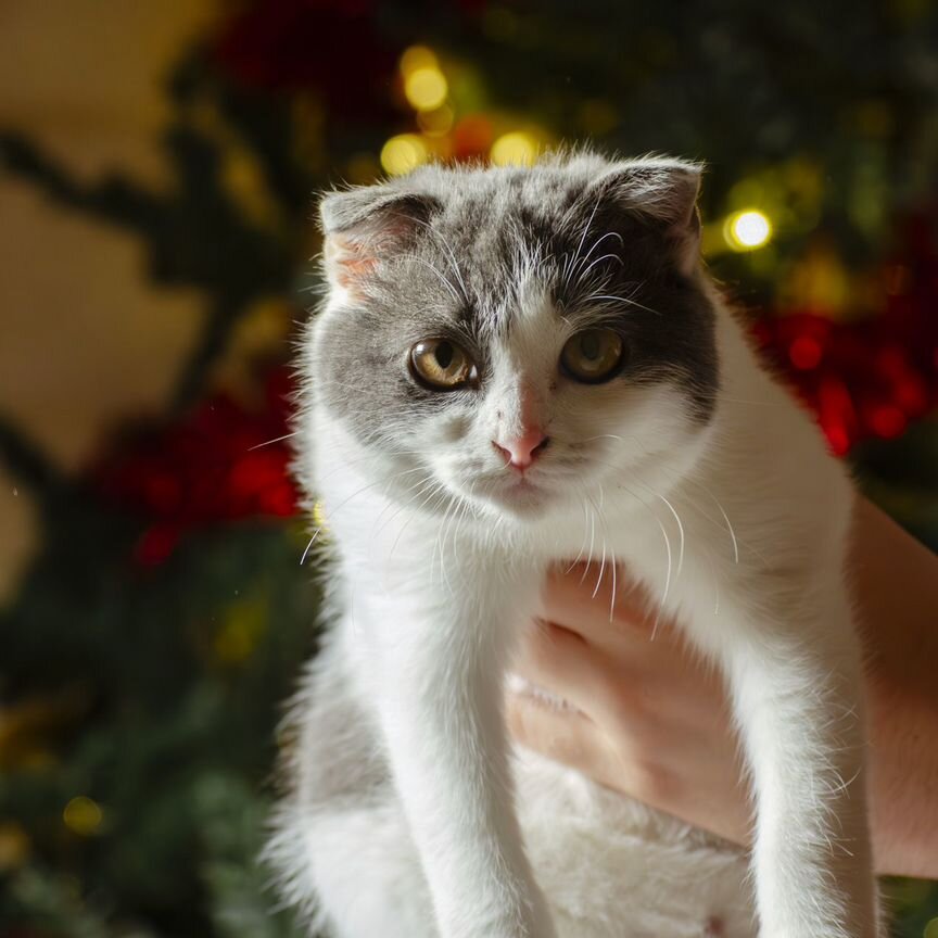Кошка Варюша
