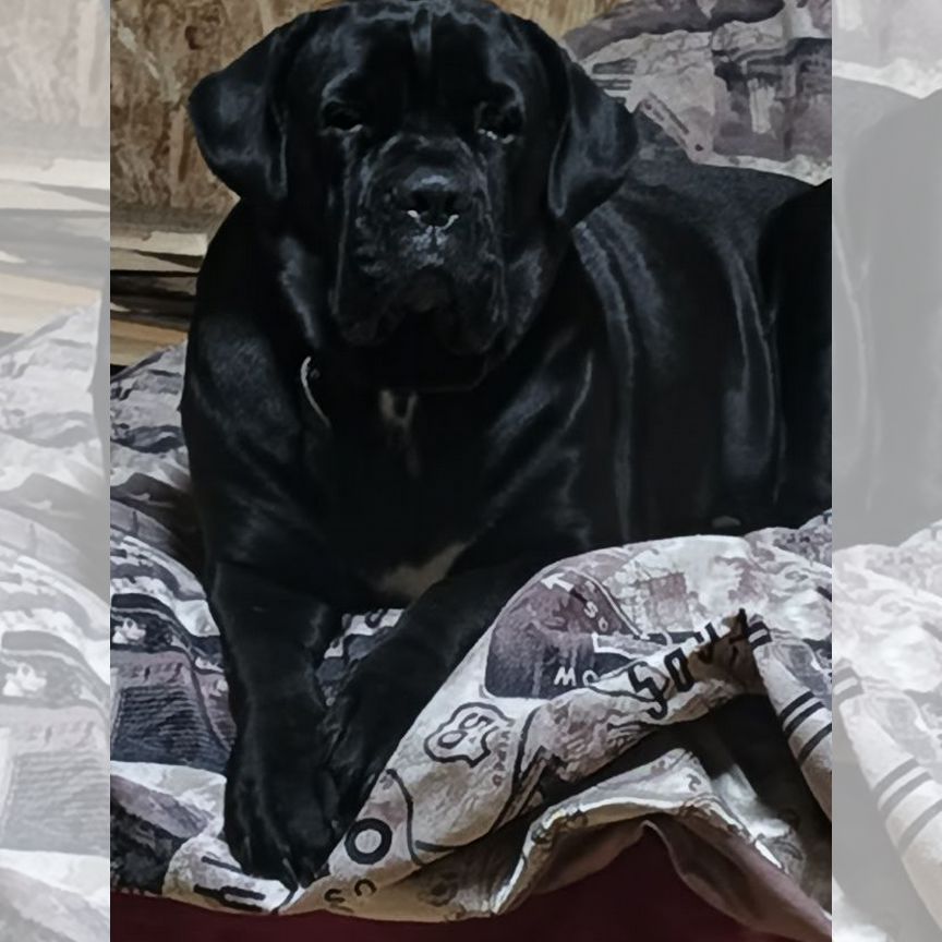 Кане-корсо, взрослая собака