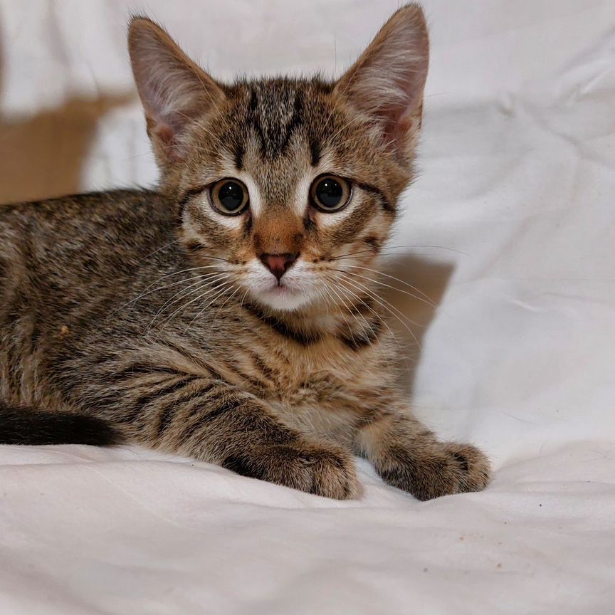 Брошенные сироты