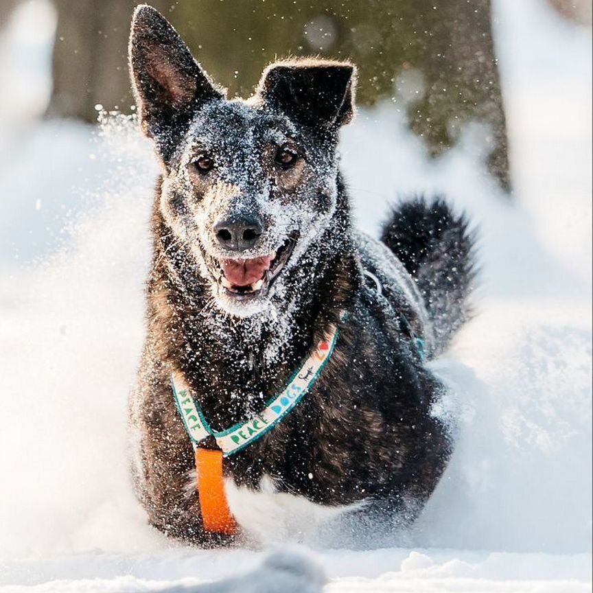 Взрослый пёс в добрые руки